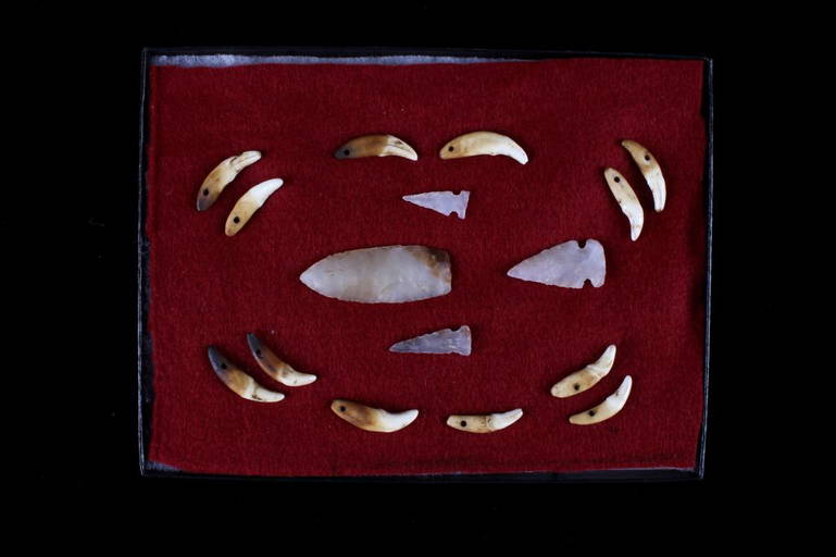 Bear Tooth Projectile Point Collection 9500 650bp