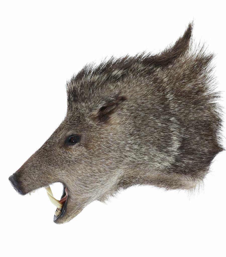 Javelina Taxidermy Shoulder Mount