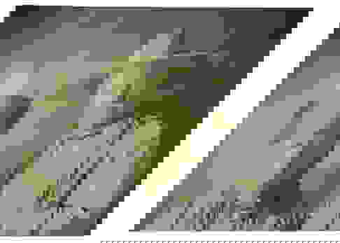 C. 1925 Pawnee Bill & Chief Bacon Rind Osage Photo Auction