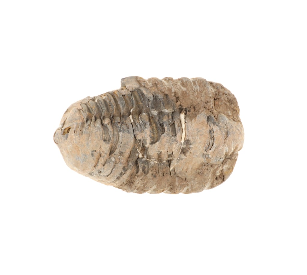 Fossilized Trilobite From The Permian Age Auction