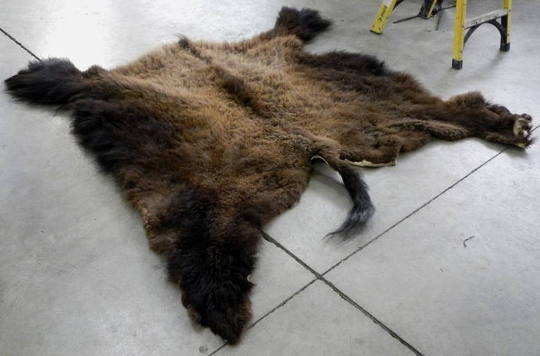 Buffalo Pelt