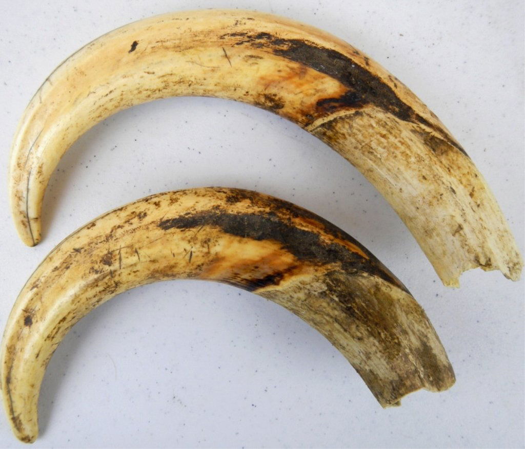 Wild Boar Tusks - Apr 27, 2013 | North American Auction Company in MT