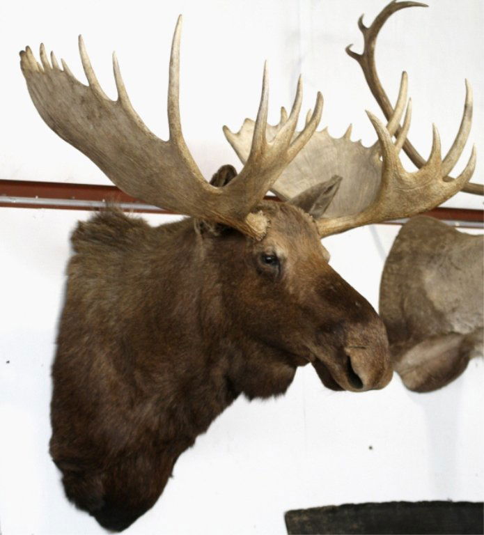 Moose Shoulder Mount