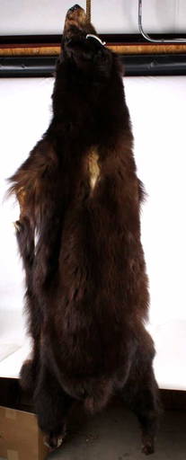 Brown Montana Black Bear Hide (large)