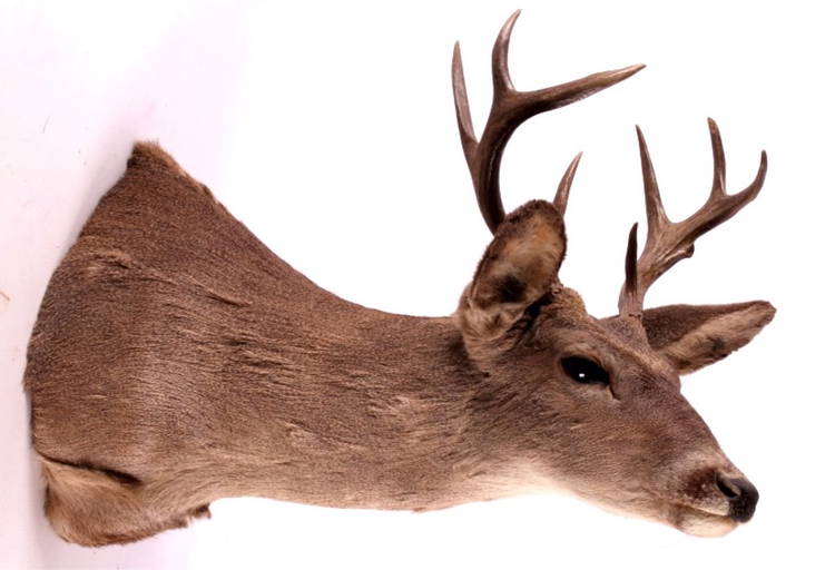 Coues Whitetail Deer Mount This Is A Coues Whiteta