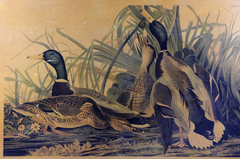 Mallard Duck By Jj Audubon Engraved By R. Havell T
