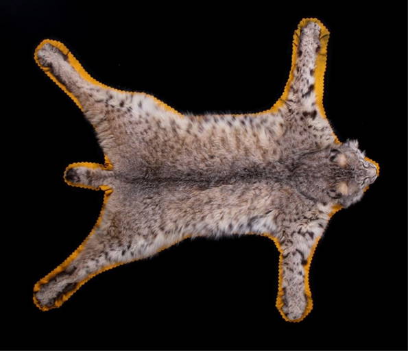 Montana Bobcat Hide Rug