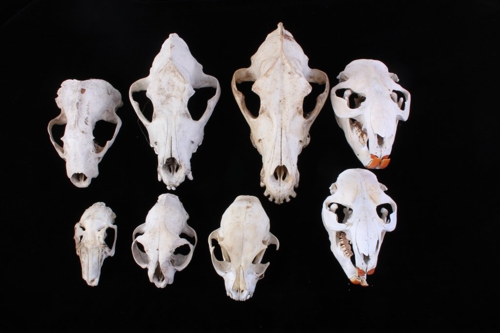 Beaver, Bobcat, & Coyote Skulls