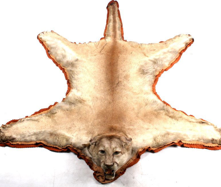 Montana Trophy Mountain Lion Taxidermy Rug Mount