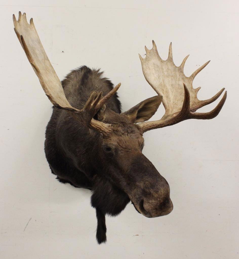 Eastern Canada Moose Shoulder Mount