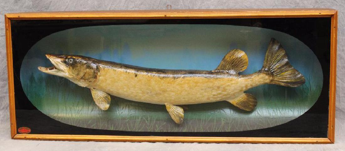 Muskie Full Body Trophy Mount