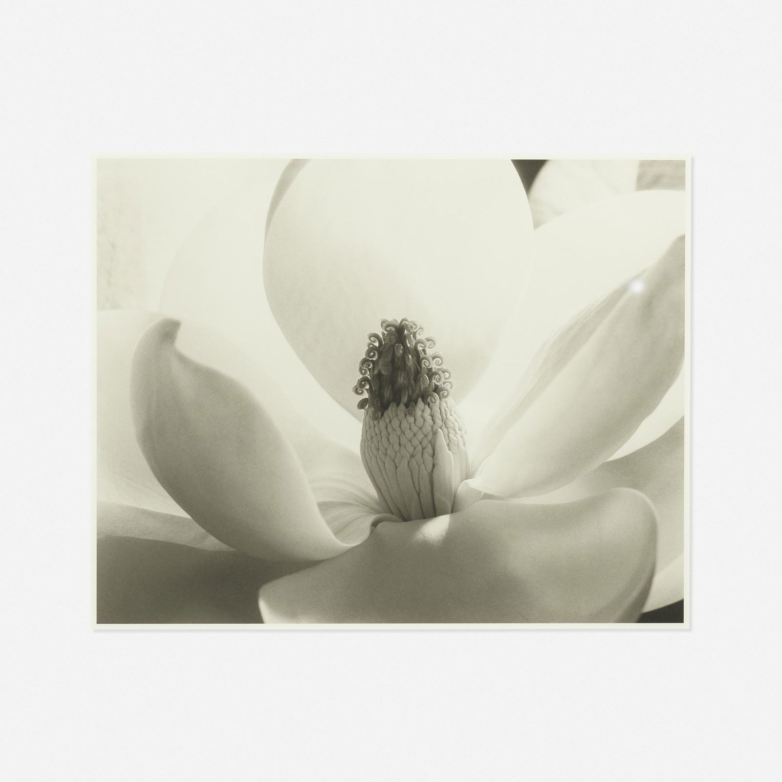 Imogen Cunningham, Magnolia Blossom - Sep 29, 2021 | Rago Arts and ...