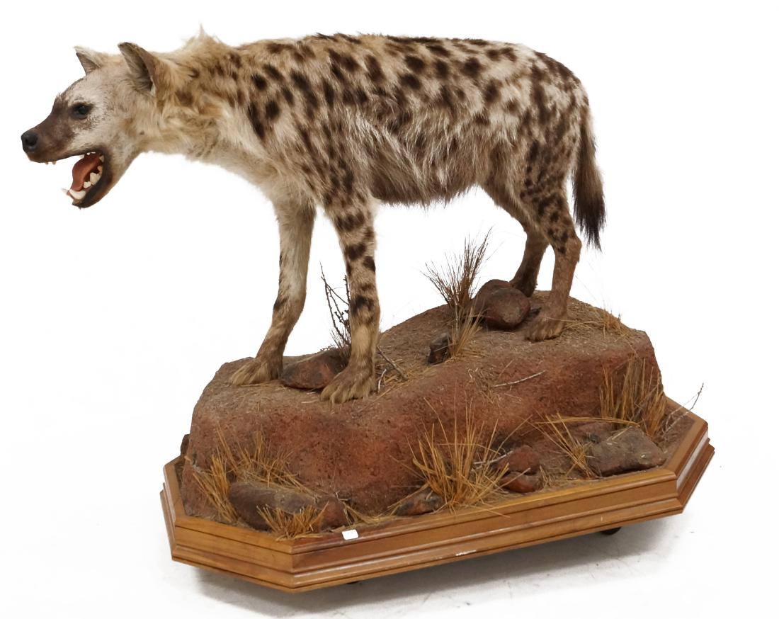 SPOTTED HYENA FULL BODY TAXIDERMY MOUNT. HEIGHT 44";