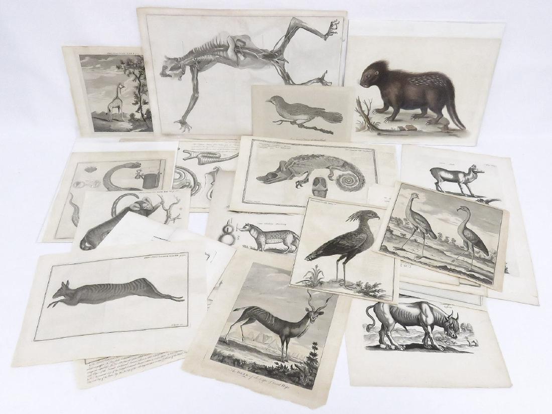 Lot (22) Assorted 18th Century Animal Engravings.