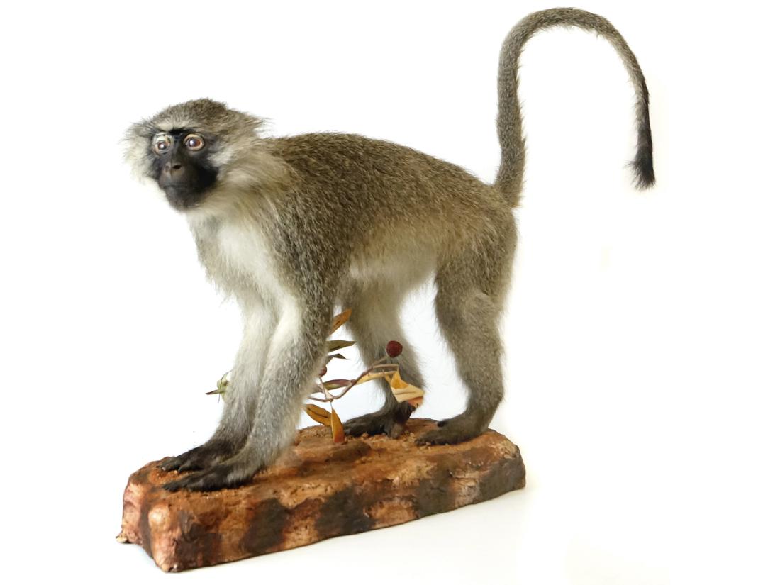 VERVET MONKEY FULL BODY TAXIDERMY MOUNT. HEIGHT 16";