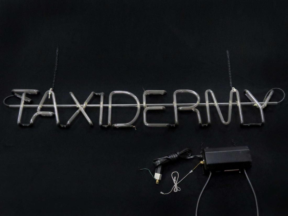 Taxidermy American Albino Alligator