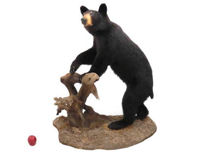 Black Bear Full Body Trophy Mount