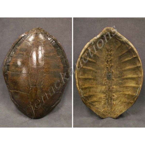 115: ANTIQUE SEA TURTLE SHELL