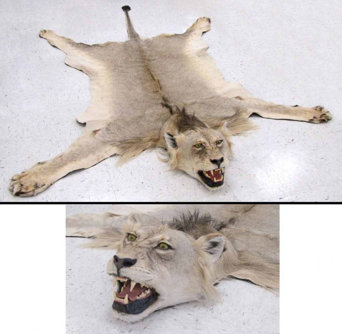 Vintage Lion Skin Rug With Head And Claws