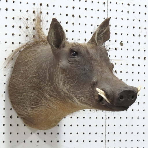 African Bush Pig Trophy Mount