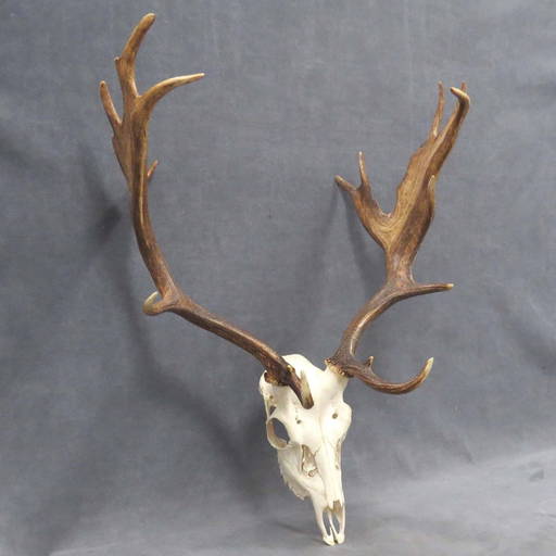 Asian Fallow Deer Skull