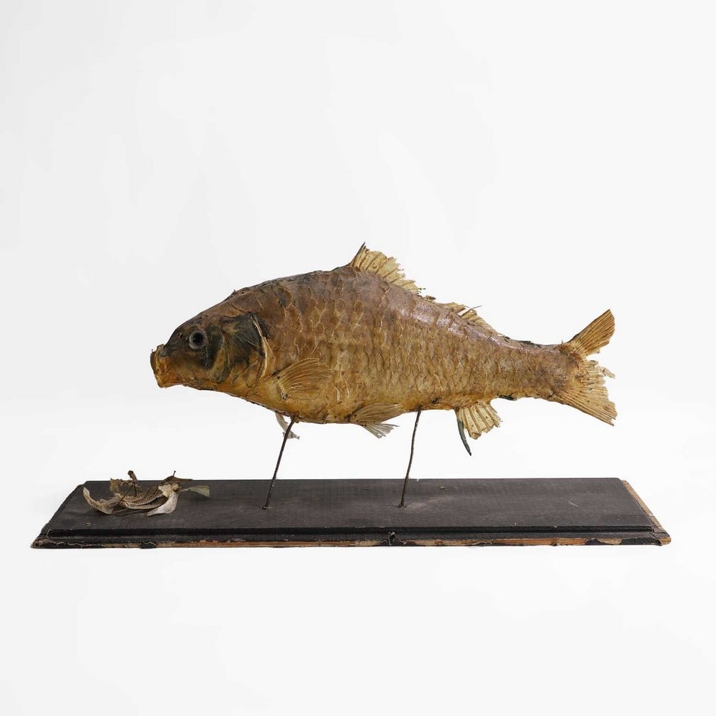 A Mounted Anatomical Specimen Of A Carp, Auction