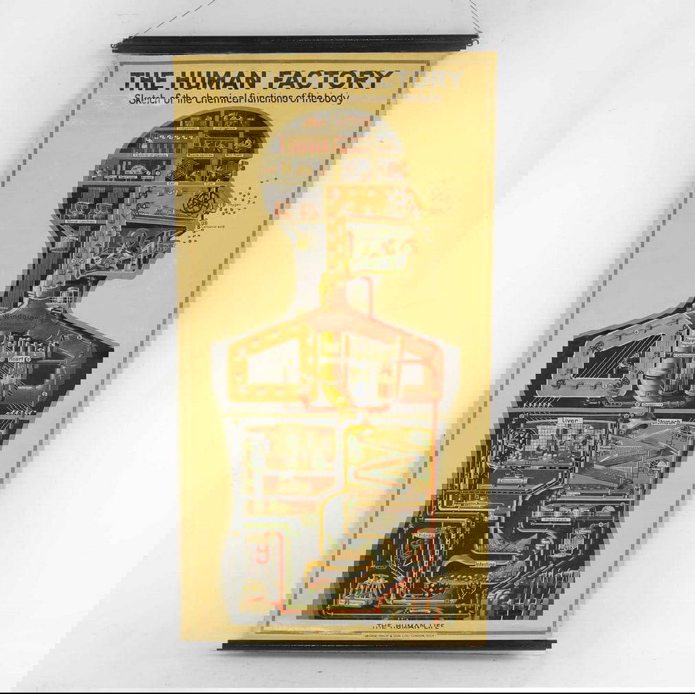 The 'human Factory' Medical Poster, Auction