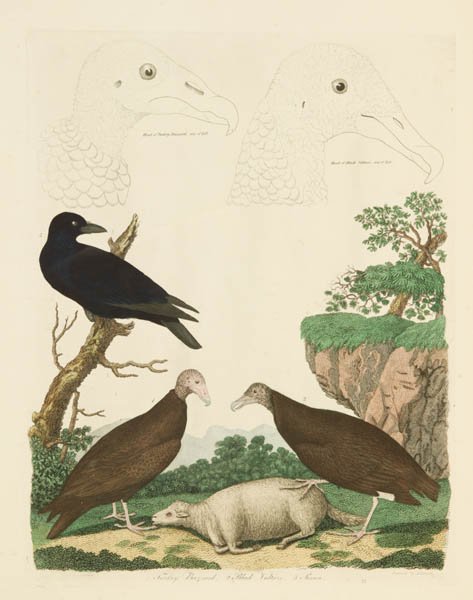 130: Alexander Wilson: 4 colored bird engravings, Set 6
