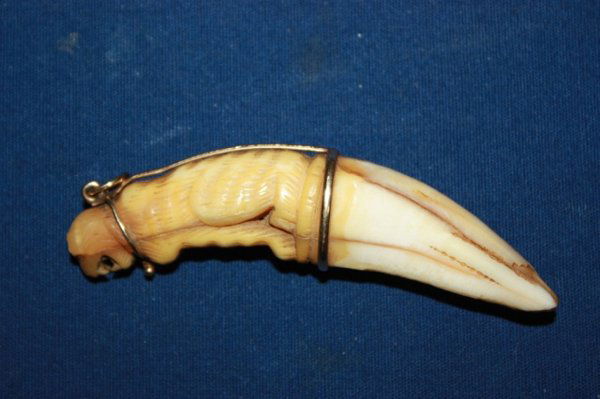 Sabertooth tiger tooth w/ carved hard stone statue