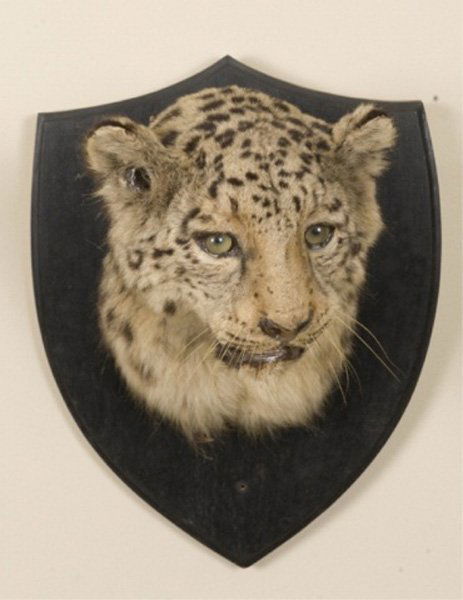 Snow leopard shoulder mount.