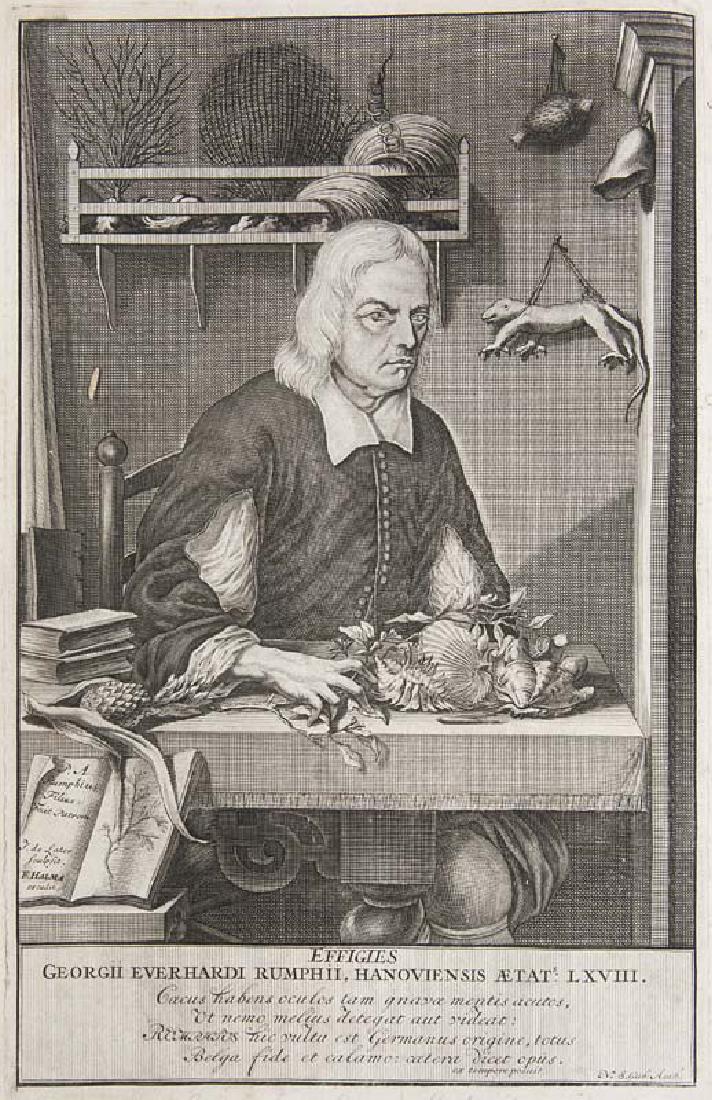 Rumphius, Georgius Everhardus Thesaurus imaginum