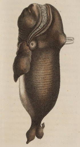 Bloch, Marcus Elieser Histoire Naturelle Des Poissons, Avec Les Figures ...