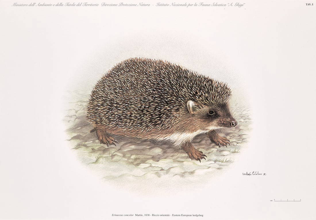 Maria Antonietta Colasante Iridaceae Presenti In Italia - Iridaceae ...