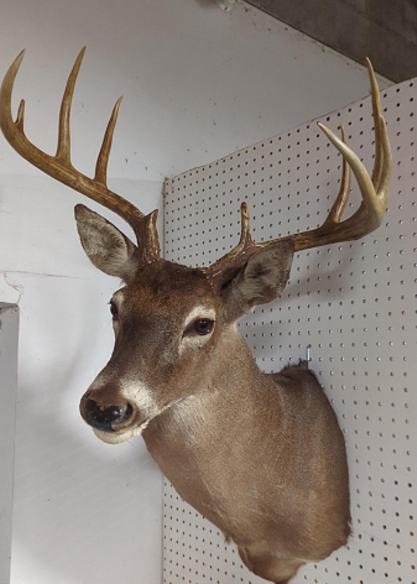 10 Point Buck Deer Mount