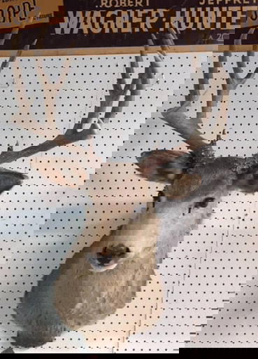 12 Point Deer Head Mount