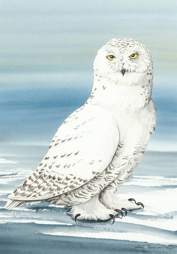 Steve Leonardi Watercolor Of Snow Owl