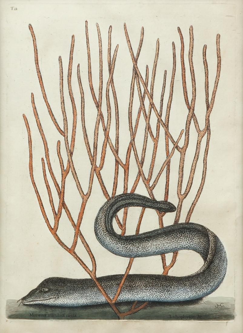 Catesby Muraena Maculata Nigra Color Plate - Jun 27, 2020 | Concept Art ...
