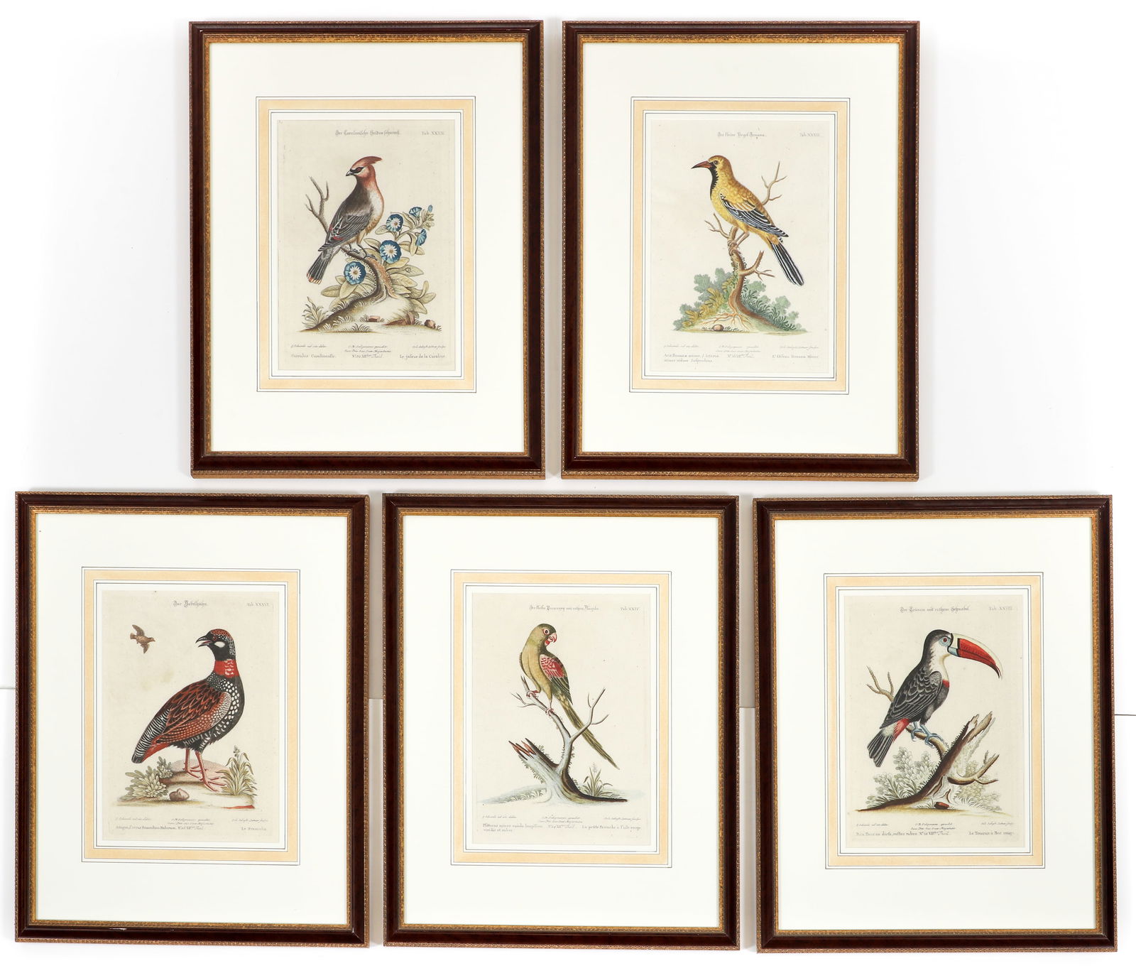 5 Hand-colored Engravings After George Edwards, Uncommon Birds Auction