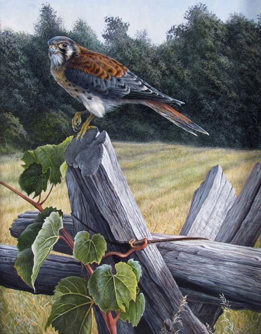 Laura Mark-Finberg ptg. Kestrel Sitting on Rustic Fence