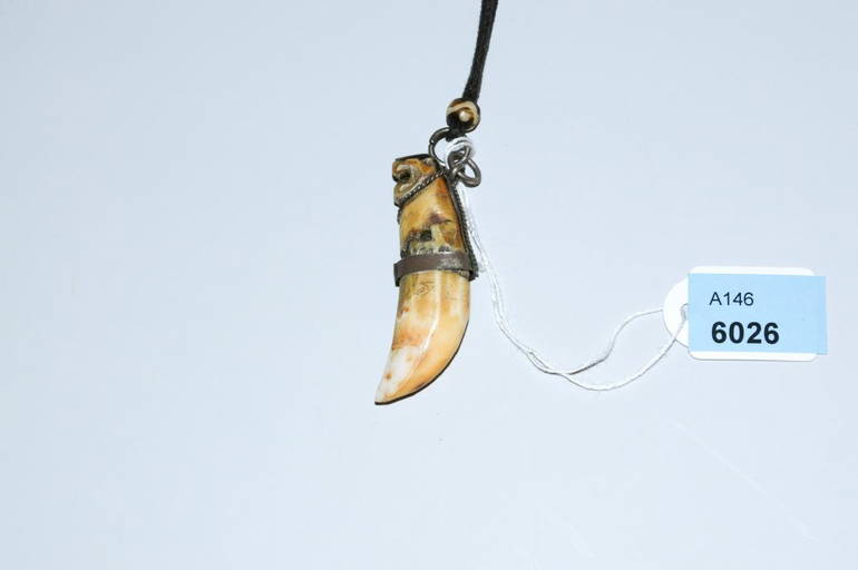 Kleines Tigerzahn Amulett Laos. Tigerzahn, Geschnitzt.