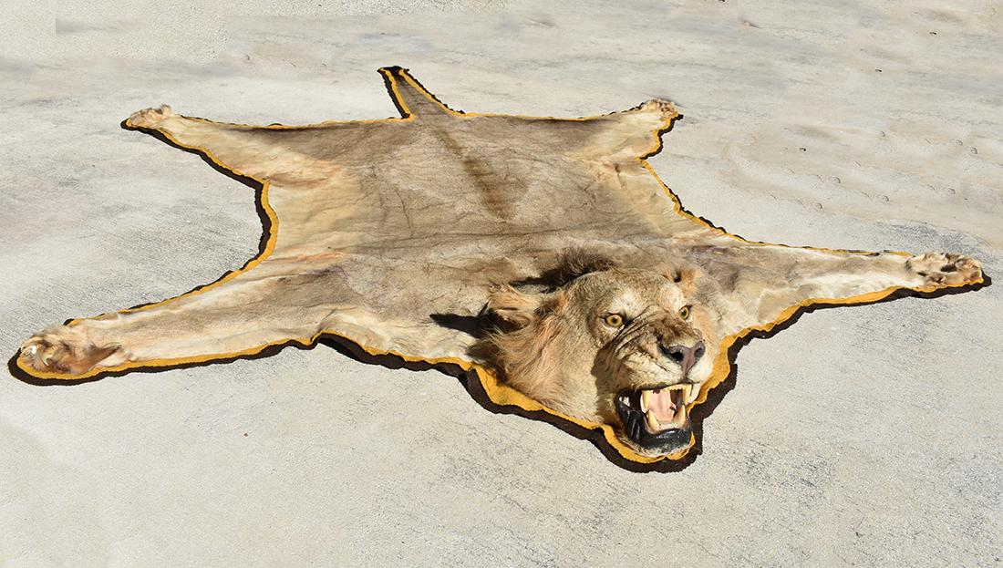LIONESS TAXIDERMY PELT