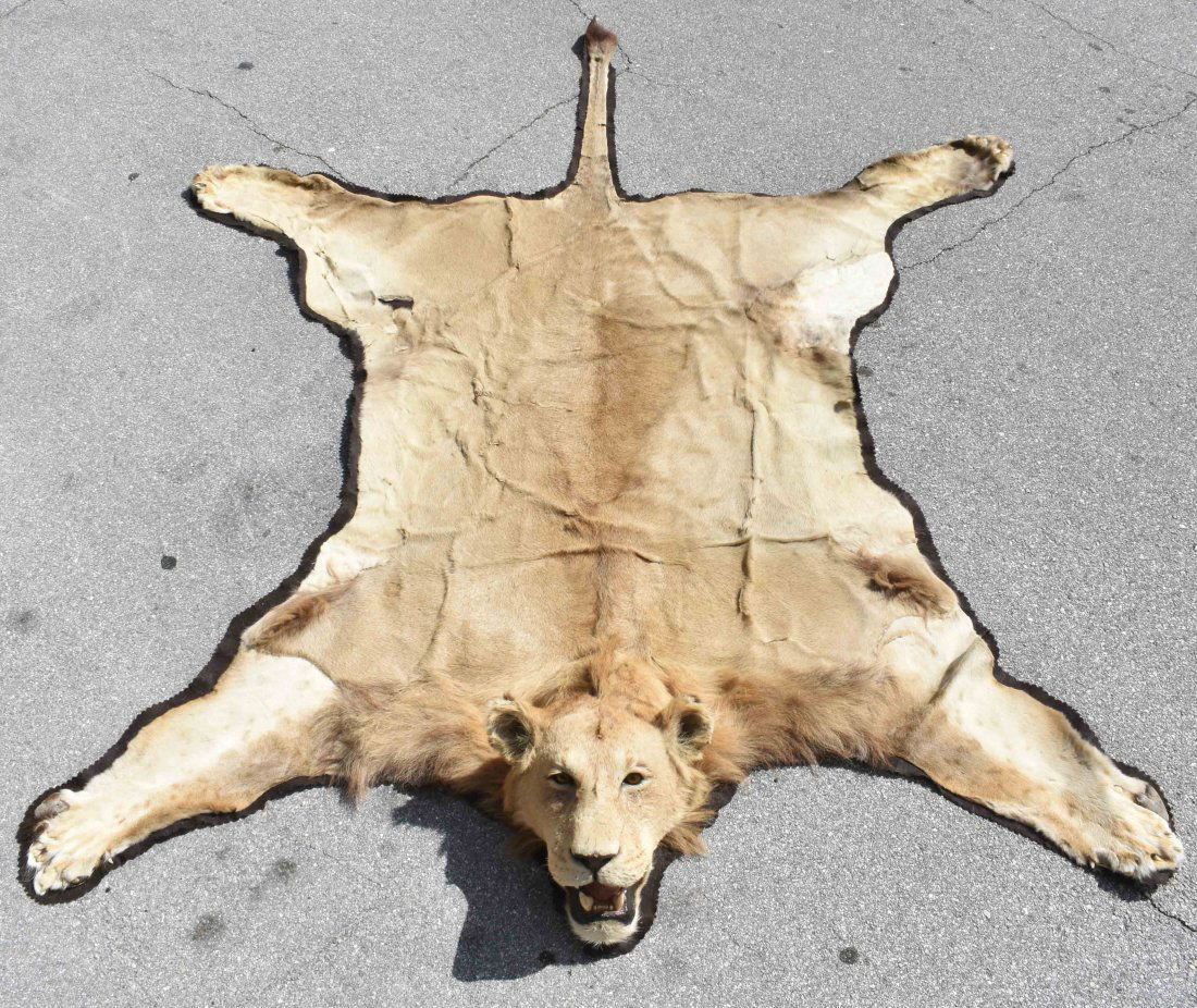 LION TAXIDERMY PELT