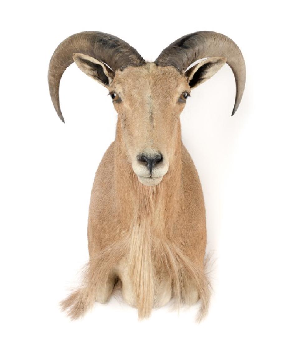 Aoudad Ram Taxidermy Trophy Mount