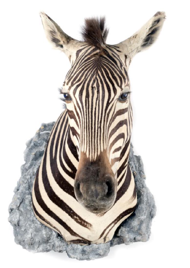 African Taxidermy Mounted African Zebra Head