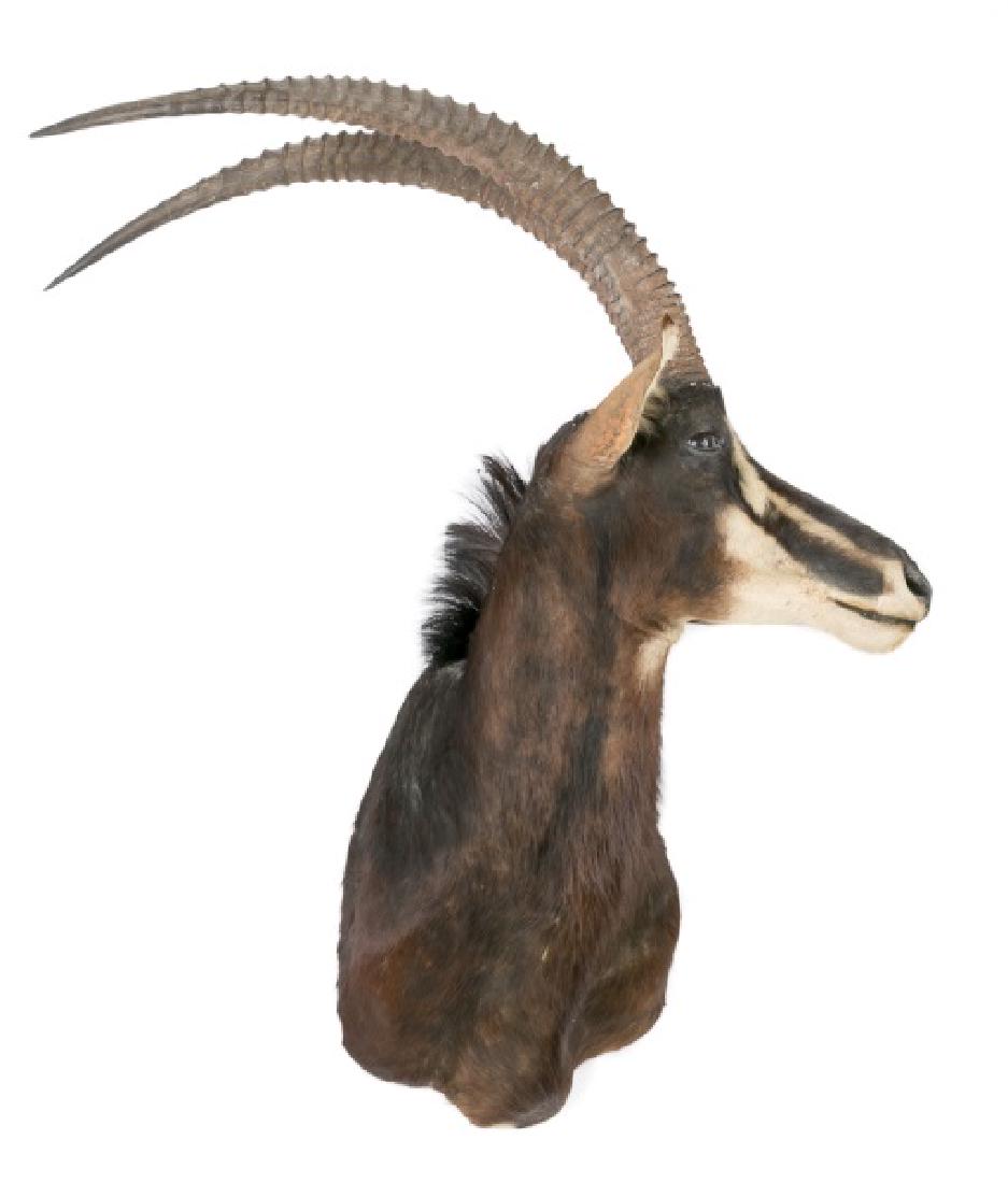 African Sable Taxidermy Mount