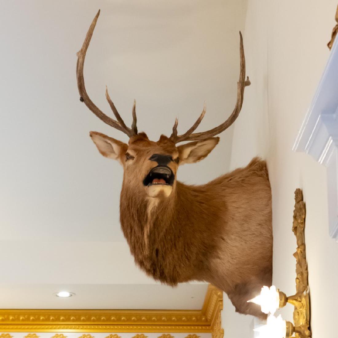 10 Point Elk Shoulder Mount