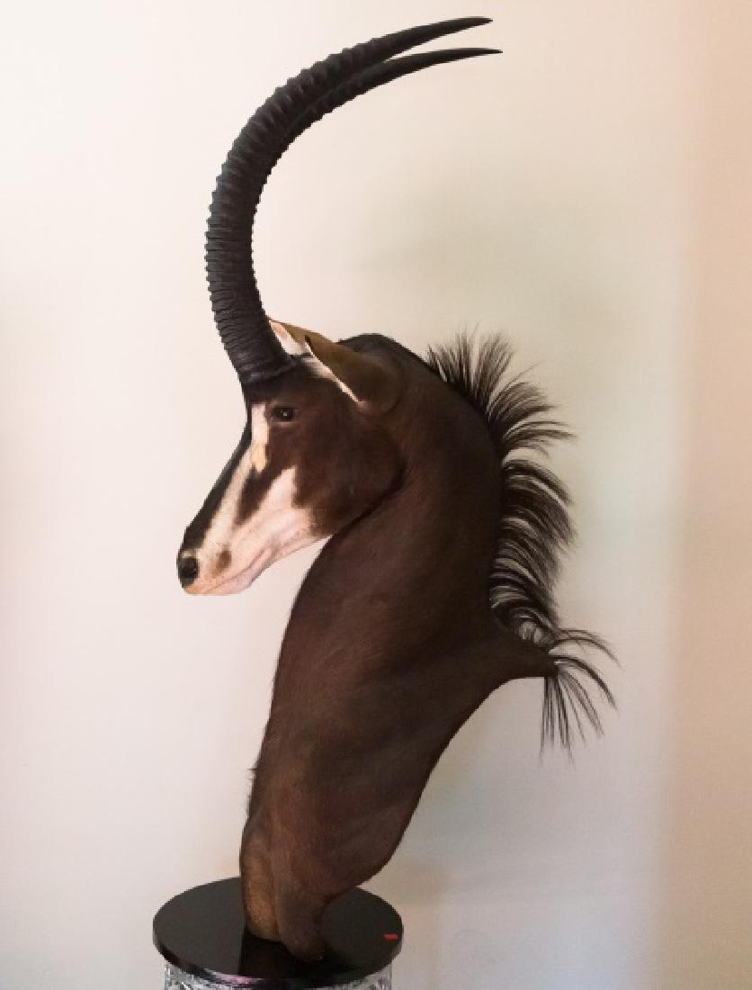 African Sable Antelope Shoulder Mount
