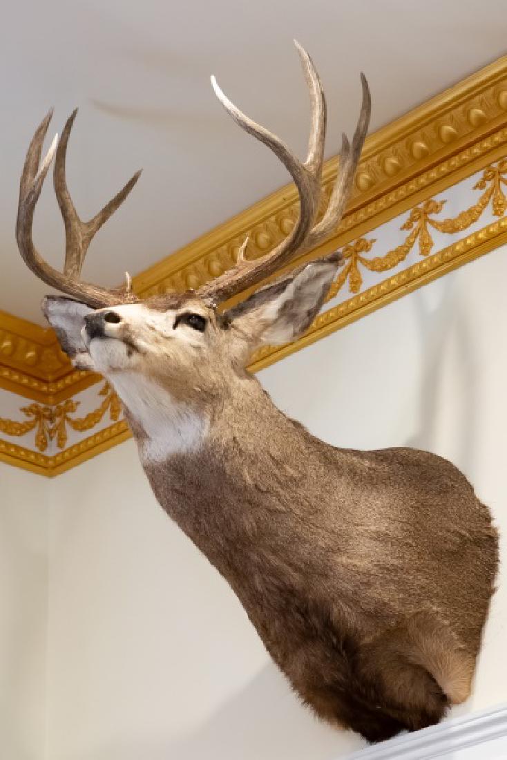 10 Point Deer Shoulder Mount