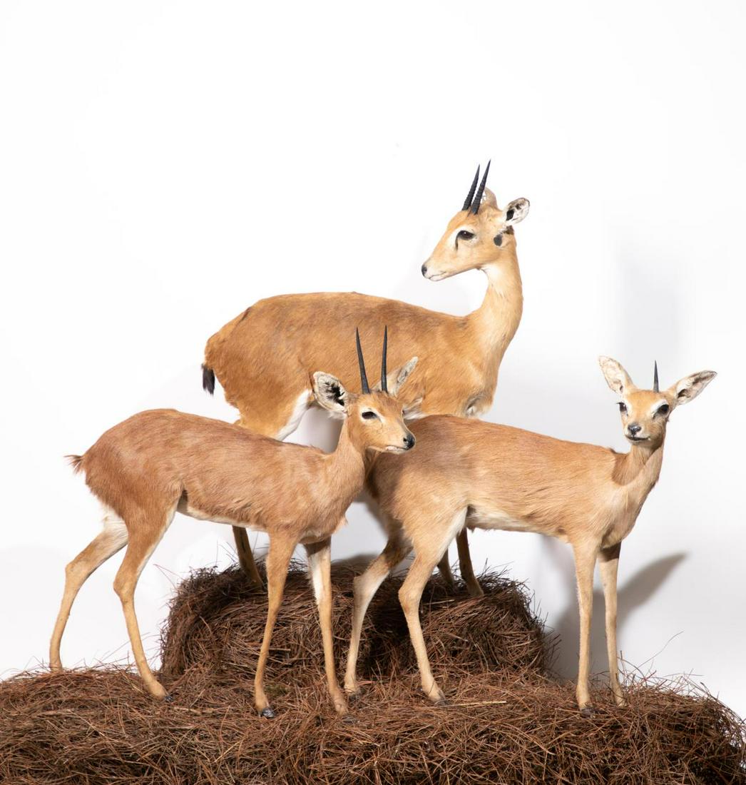 Klipspringer, Steenbok, And Blue Duiker Mounts