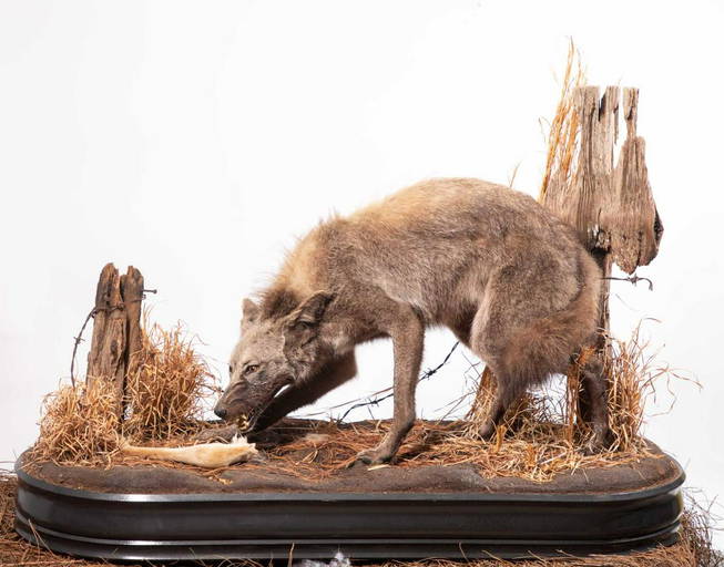 Southeastern Us Coyote Full Body Mount Scene